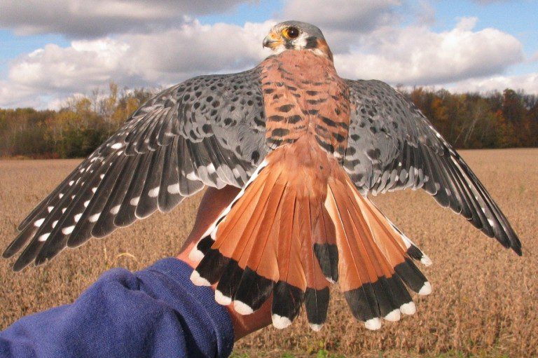 2021 Bird of Prey Week Schedule | Braddock Bay Raptor Research
