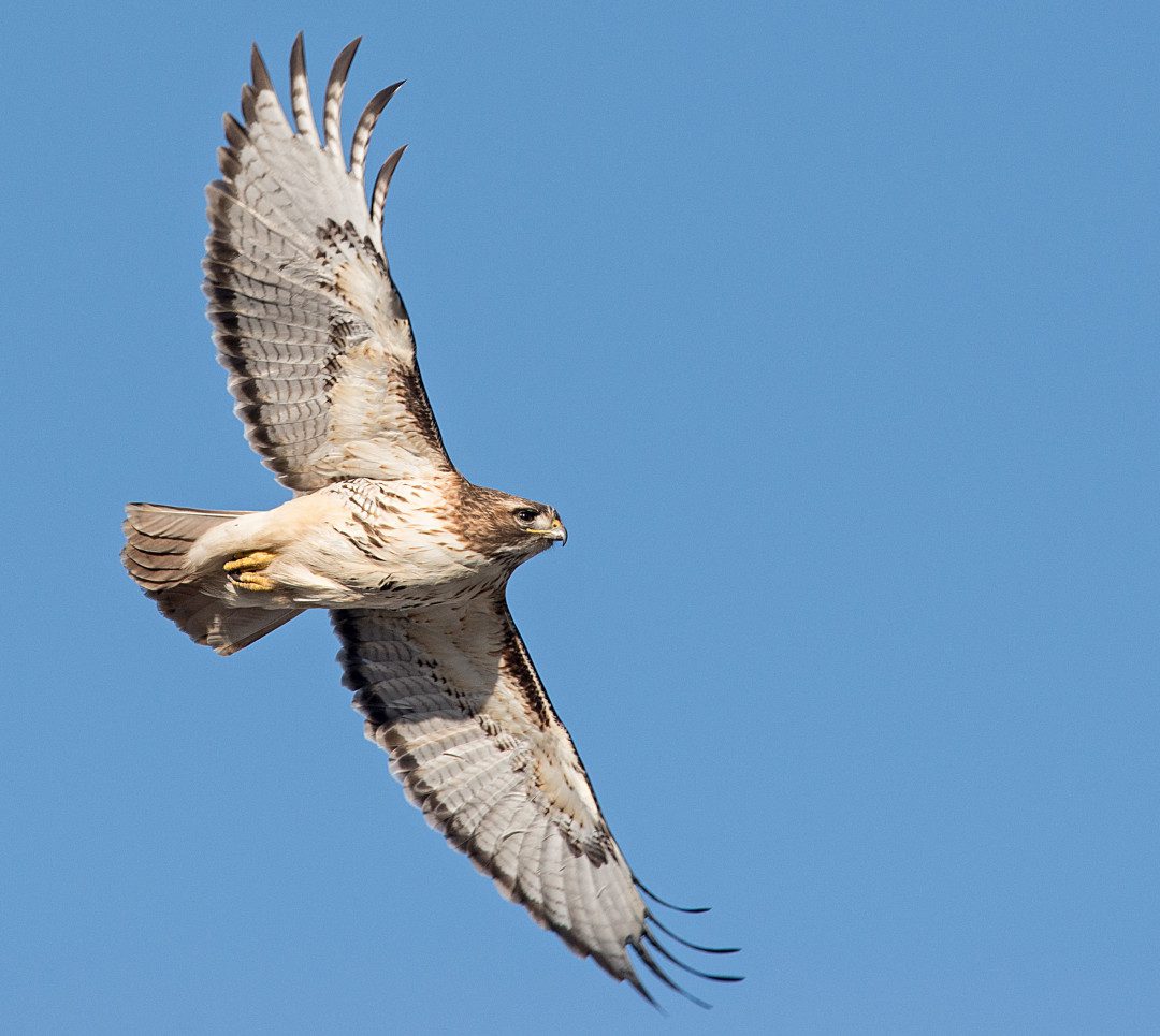Spring Hawk Count | Braddock Bay Raptor Research