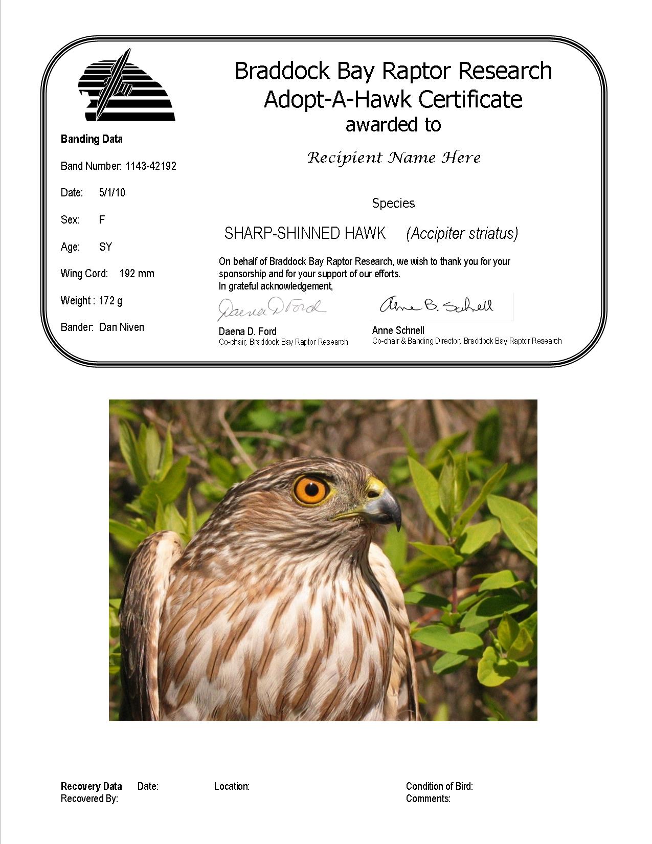 Adopt-A-Hawk | Braddock Bay Raptor Research