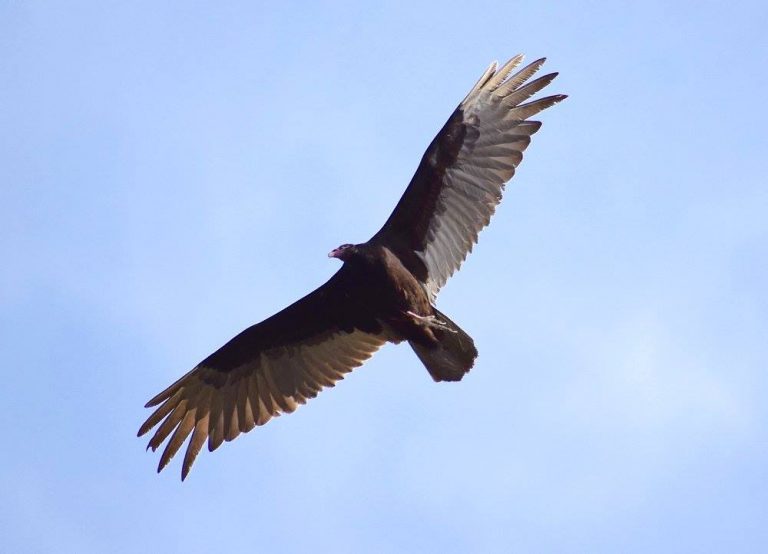 Spring Hawk Count | Braddock Bay Raptor Research