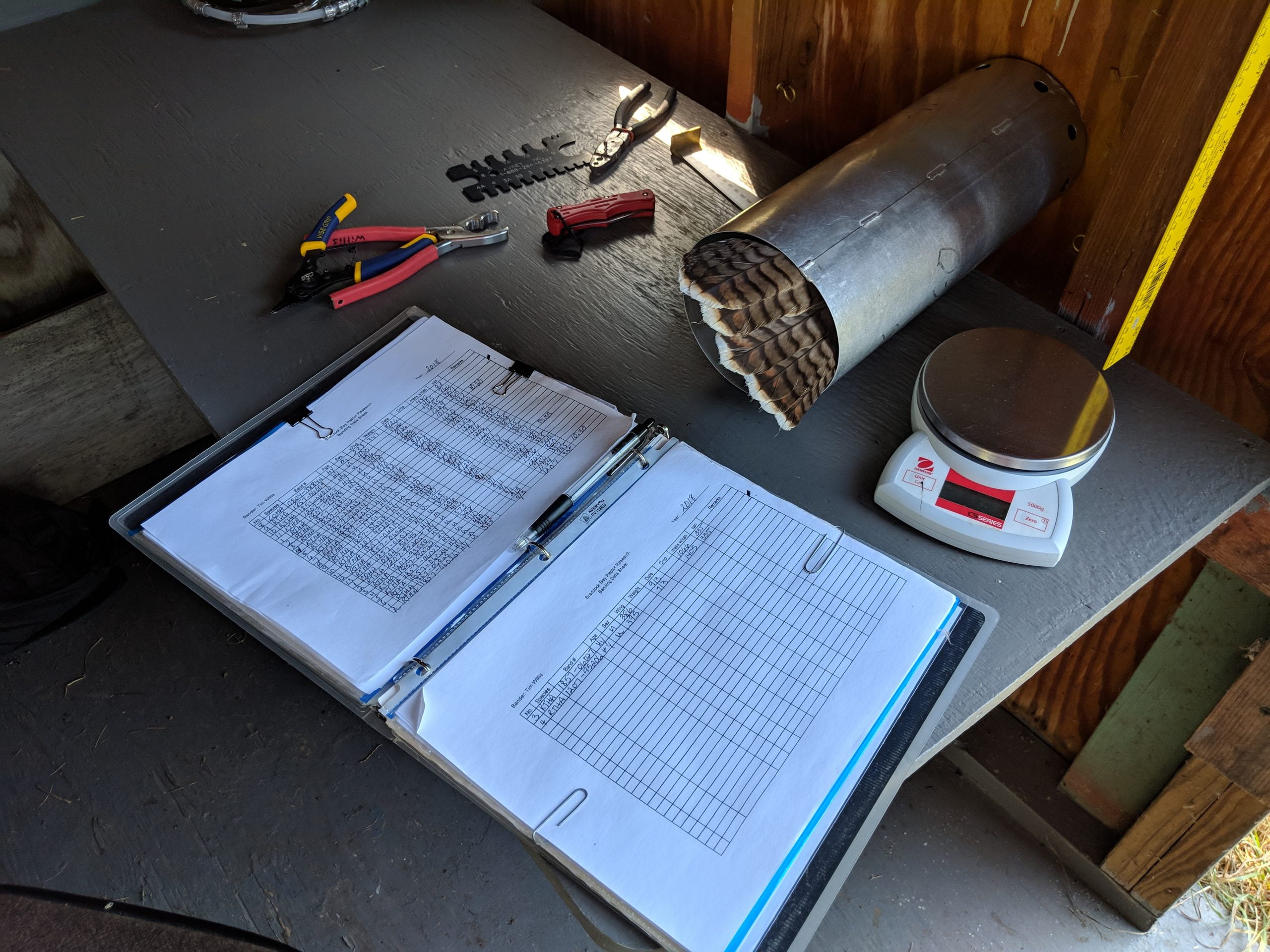 Raptor Banding Workshop | Braddock Bay Raptor Research