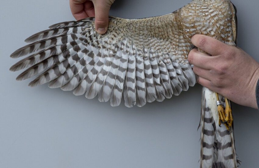 News | Braddock Bay Raptor Research